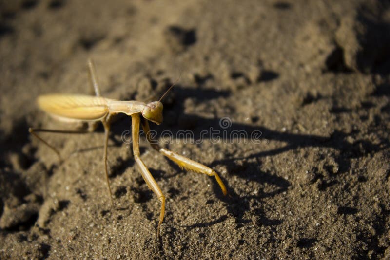 Mantis stock photo. Image of etymology, background, beautiful - 45752830
