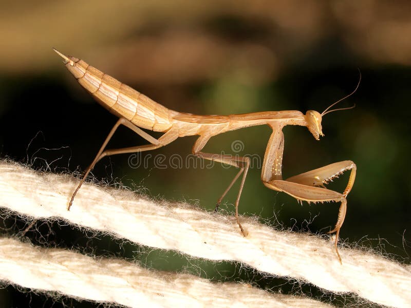 Mantis bug stock photo. Image of modlivka, mantis, wild - 17952028