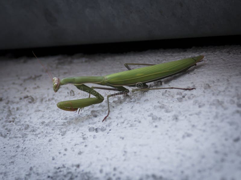 Mantis Bug Close Up Wallpaper Stock Image - Image of manti, color ...