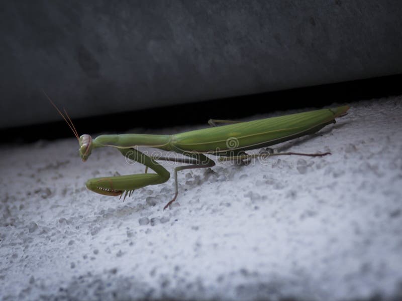 Mantis Bug Close Up Wallpaper Stock Photo - Image of antenna, macro ...