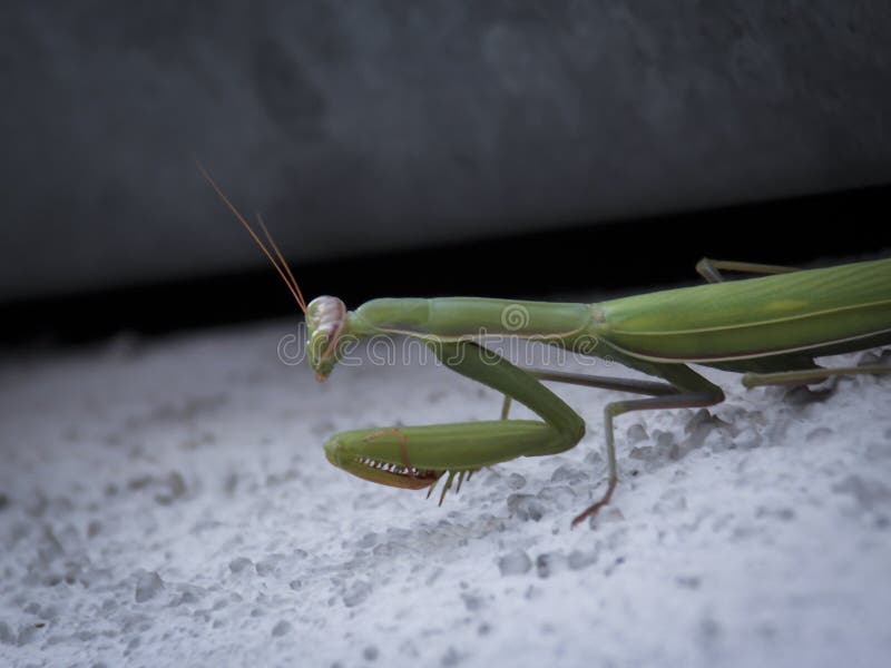 Mantis Bug Close Up Wallpaper Stock Photo - Image of close, icon: 196499256