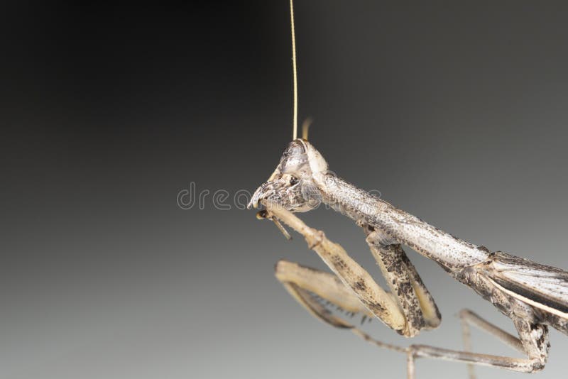 Mantis cleaning its hands stock image. Image of maharashtra - 264789025