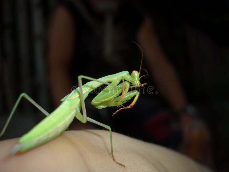 A Mantis is Climbing on the Hand Stock Photo - Image of close, wildlife ...