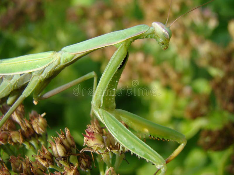 Mantis stock photo. Image of hunter, nature, praying - 64087242