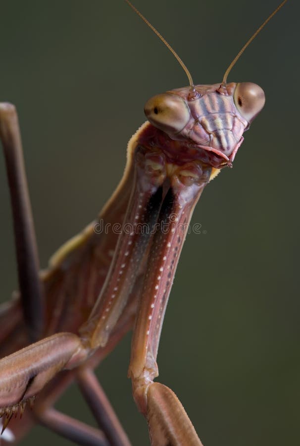 Mantis close-up stock photo. Image of insect, macro, vertical - 10742188
