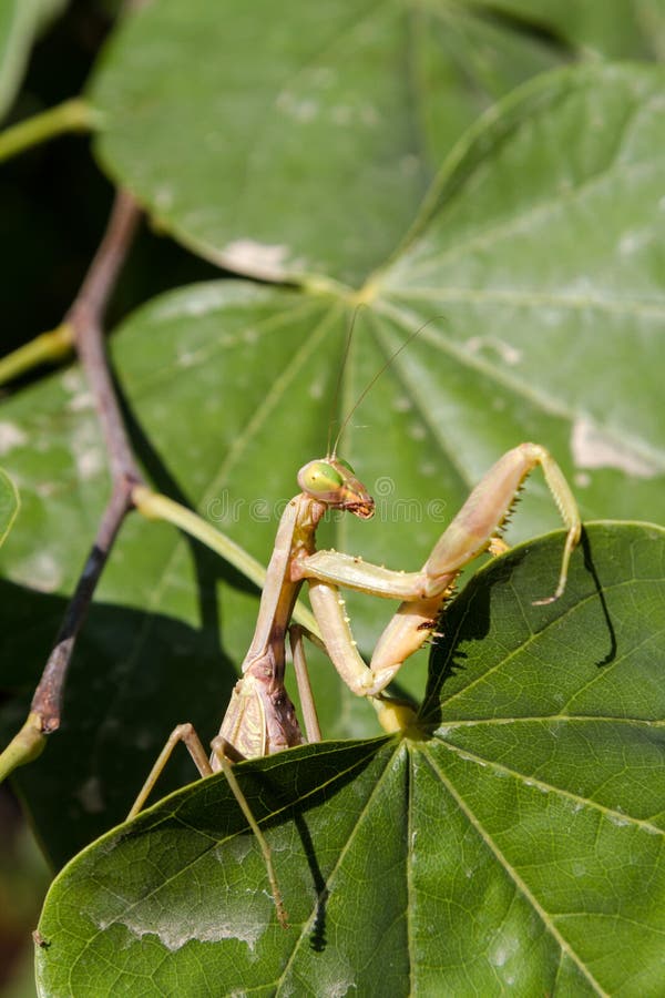 Mantis closeup in the sun stock image. Image of animal - 103903849