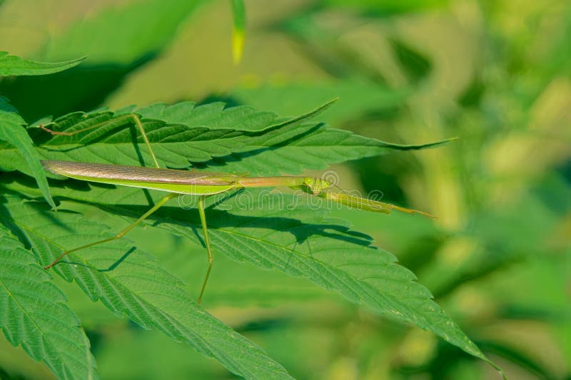 Mantis stock photo. Image of animal, wild, mantis, animals - 280596876