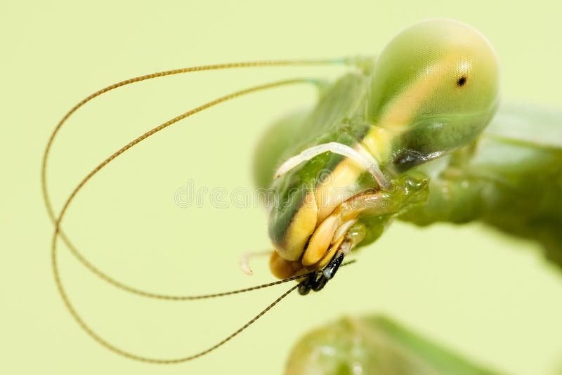 Mantis eating mate closeup stock image. Image of mantis - 12342355