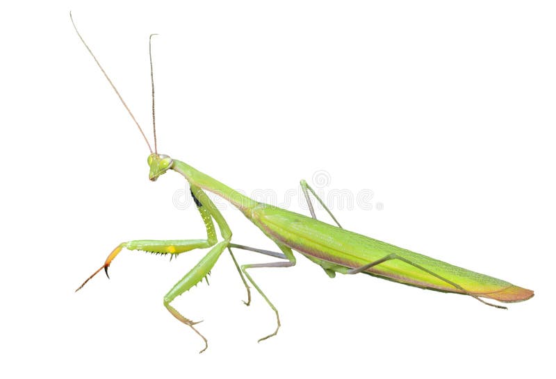 Mantis 4 stock image. Image of outdoor, orthoptera, wild - 97328355