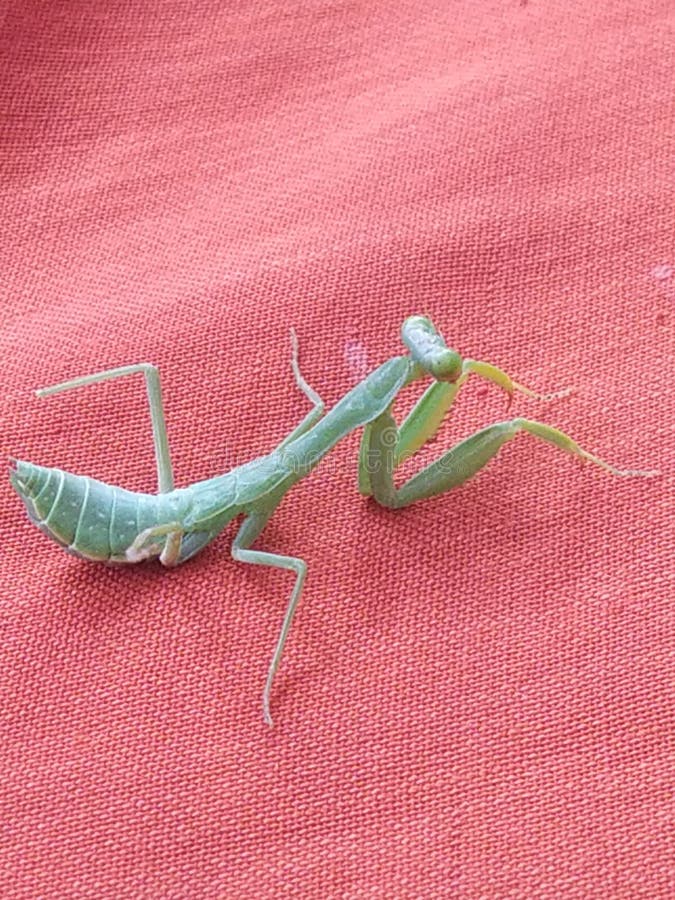 Mantis close view stock photo. Image of mantis, leaf - 215077190