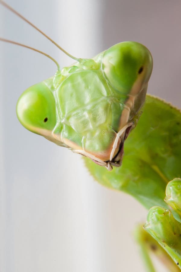 Mantis stock image. Image of invertebrate, nature, praying - 33188993