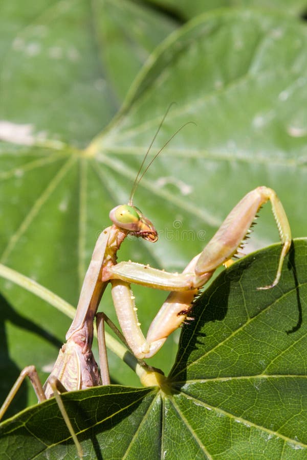 Mantis closeup in the sun stock photo. Image of effect - 103903740