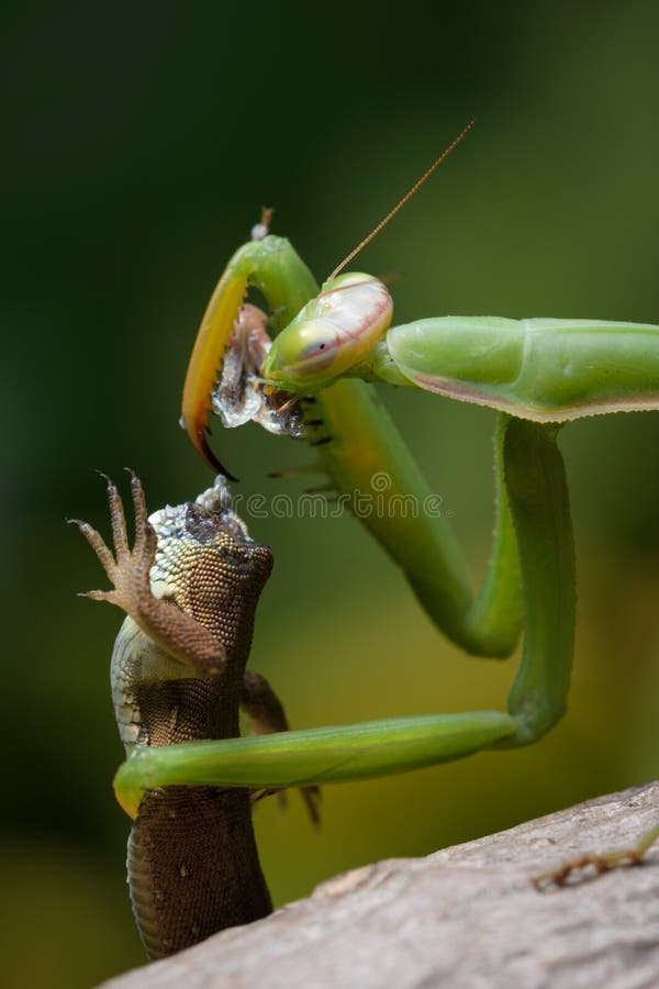 Mantis Comiendo Lagarto - Mantis Religiosa Foto de archivo - Imagen de ...