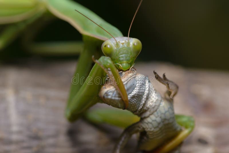Mantis Comiendo Lagarto - Mantis Religiosa Imagen de archivo - Imagen ...