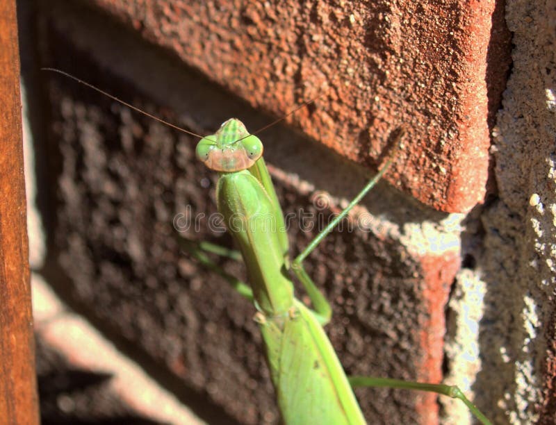 Mantis stock image. Image of legs, mantids, insect, praying - 78758145