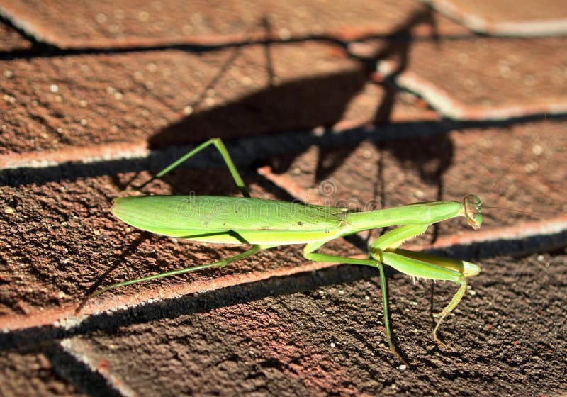 Mantis stock image. Image of mantids, invertebrate, predator - 78758151