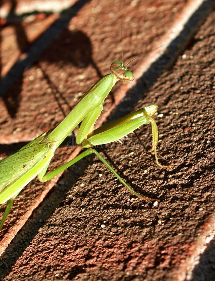 Prey Mantis Stock Images - Download 999 Royalty Free Photos