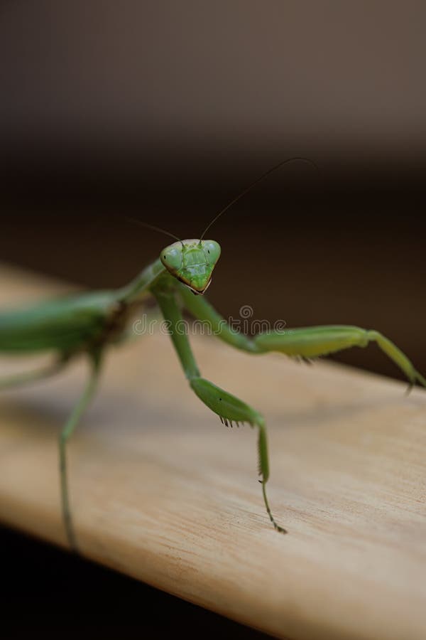 A Mantis Crawls on a Wooden Surface Green Mantis Insect Macro Photo ...