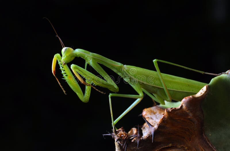 Mantis dark background stock image. Image of carnivorous - 149674351