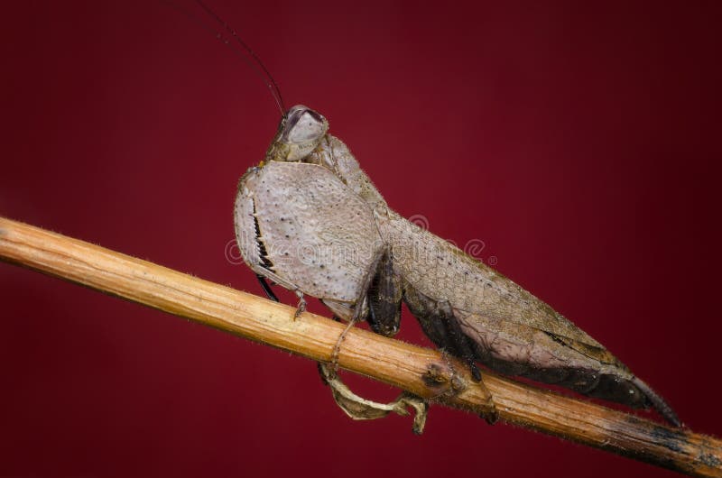 Mantis De Boxeo Rezando Mantis En Malasia Foto de archivo - Imagen de ...