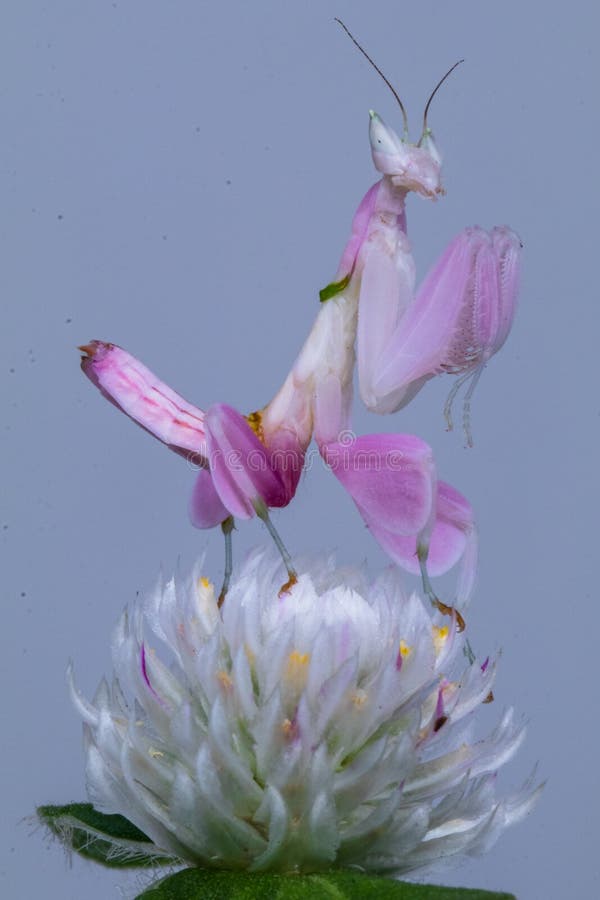 Mantis De Orquídea Rosa En Flores Blancas Imagen de archivo - Imagen de ...