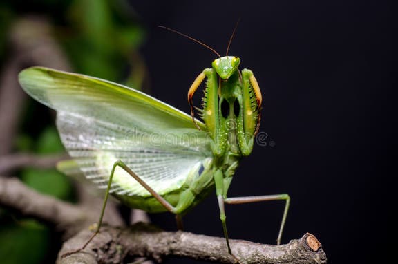 Mantis in Defensive Stance stock image. Image of martial - 140786223