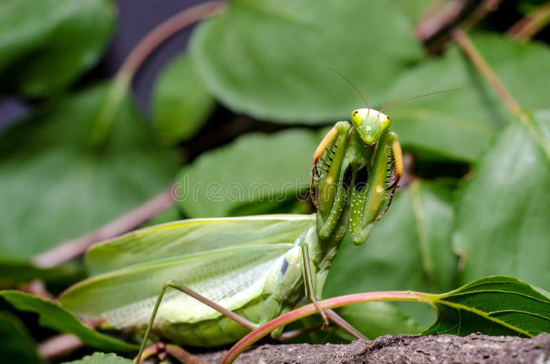 Mantis in Defensive Stance stock image. Image of creature - 140786679