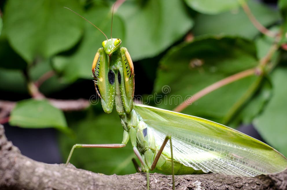 Mantis in Defensive Stance stock photo. Image of claw - 140786764