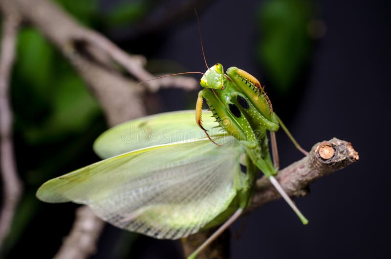 Mantis in Defensive Stance stock image. Image of leaf - 140787019