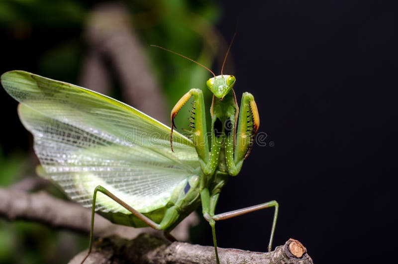 Mantis in Defensive Stance stock image. Image of fighting - 140787139