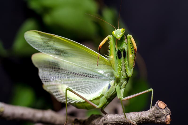 Mantis in Defensive Stance stock photo. Image of female - 140787182