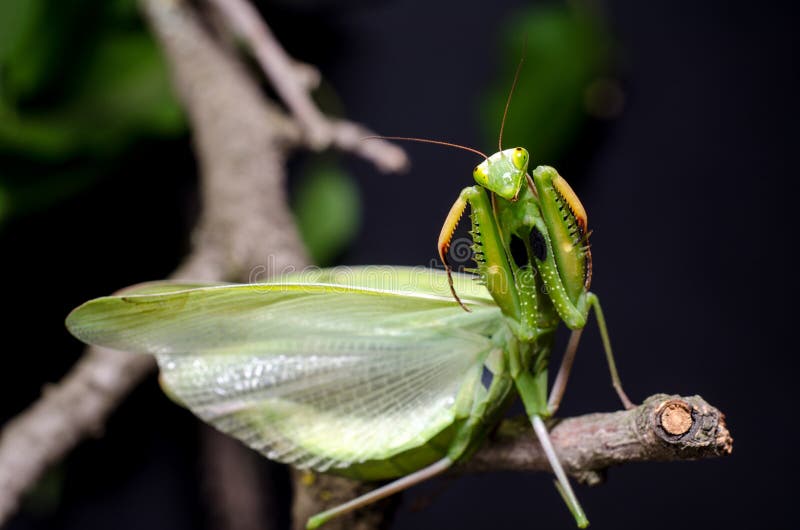 Mantis in Defensive Stance stock photo. Image of closeup - 140787184
