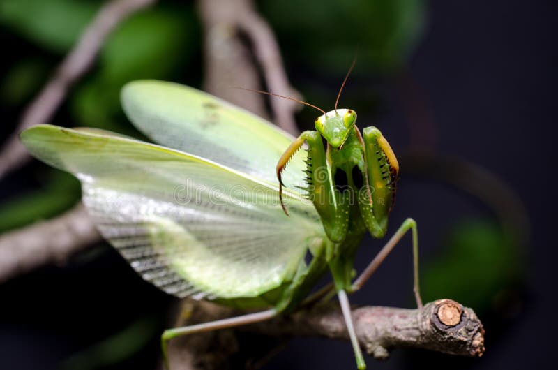 Mantis in Defensive Stance stock photo. Image of beautiful - 140787202