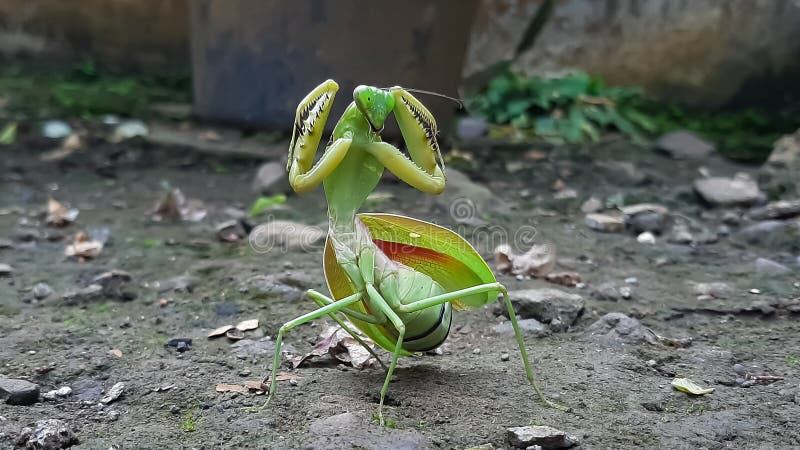 424 Beauty Beast Wallpaper Stock Photos - Free & Royalty-Free Stock ...