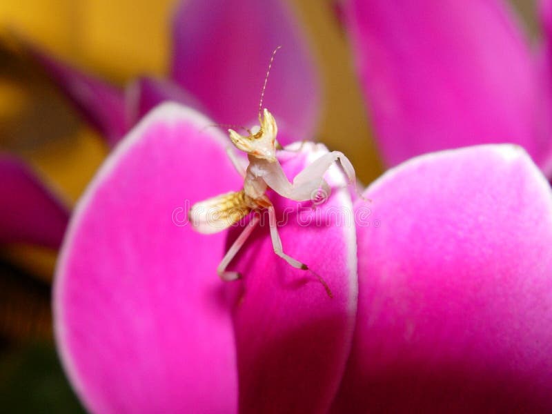 Mantide Orchidea fotografia stock. Immagine di predatore - 569206
