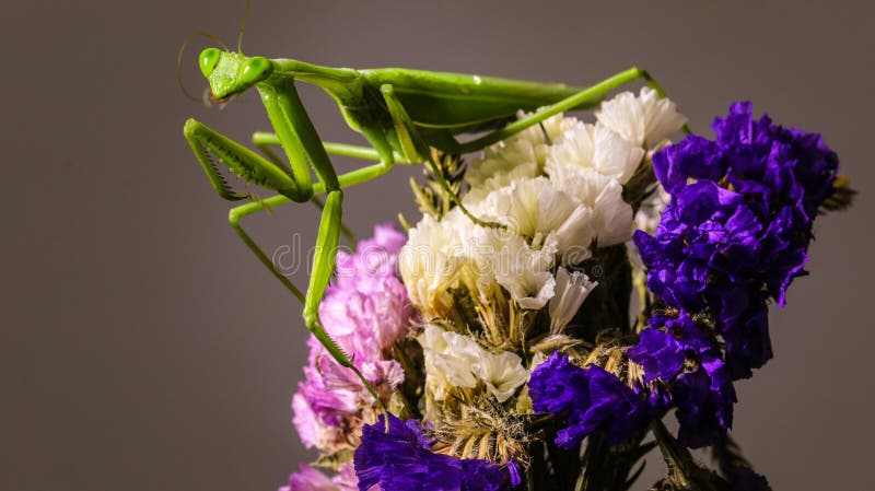 Mantis and dry flower stock image. Image of nature, species - 55063725