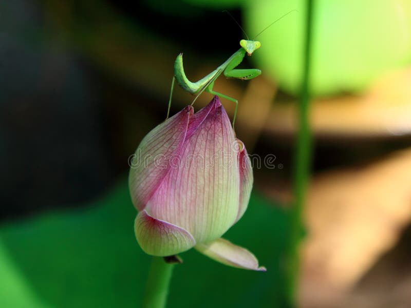 Mantis e lótus foto de stock. Imagem de exotismo, corpo - 25583188