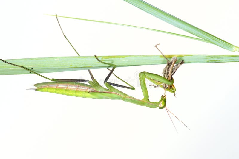 Mantis eat locust stock image. Image of animals, life - 44171261
