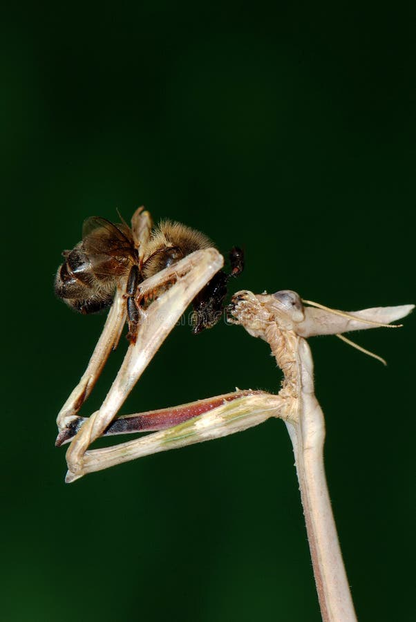 Mantis eating bee stock photo. Image of tierreich, giant - 10778466