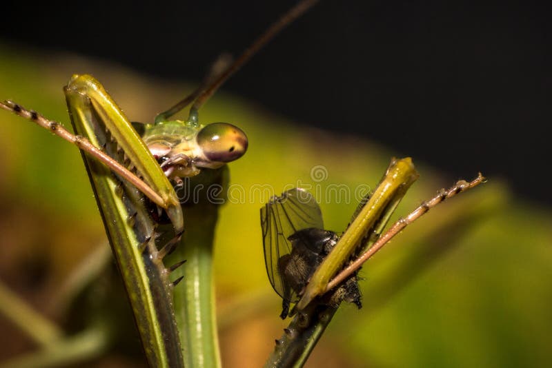 Mantis eating a fly stock image. Image of invertebrate - 181609081