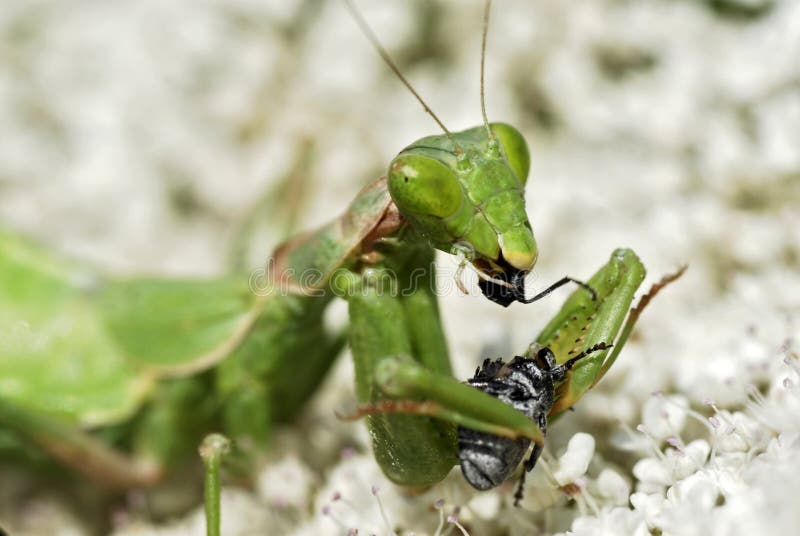 Mantis eating insect stock photo. Image of green, insect - 2596128