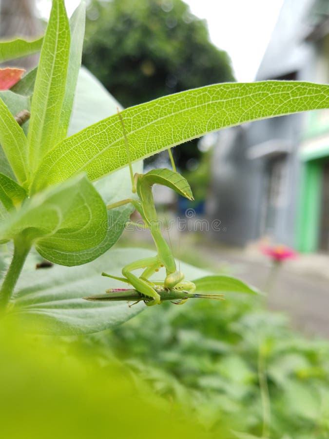 The Mantis Eating Other Insect Stock Photo - Image of insect, predator ...