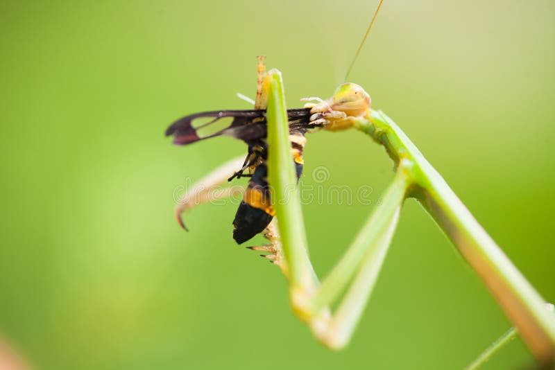 Mantis eating a tiger moth stock photo. Image of insect - 157934930