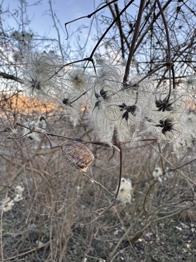 Mantis Egg Case among Fluffy Clematis Seedheads Stock Image - Image of ...