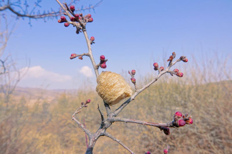 Mantis egg sheath stock image. Image of life, nature - 273953981
