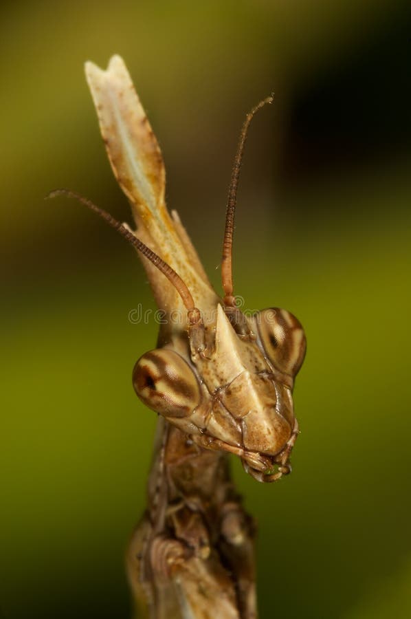 Mantis (Empusa pennata) stock image. Image of species - 2781837