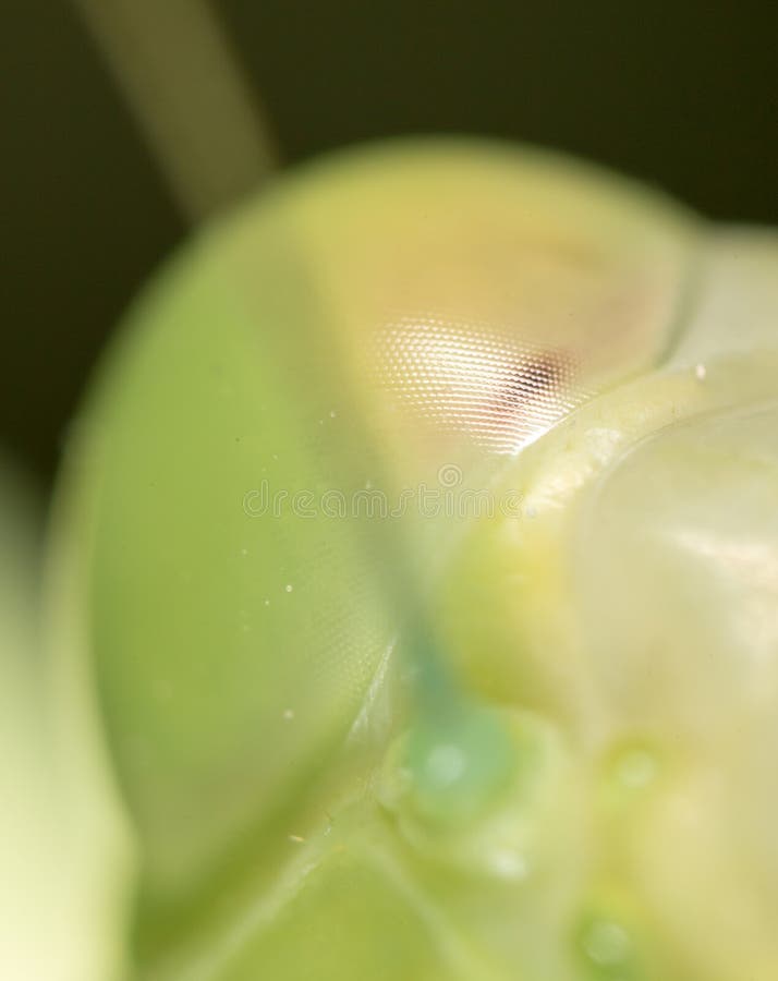 Mantis eyes. super macro stock photo. Image of arthropod - 107381284