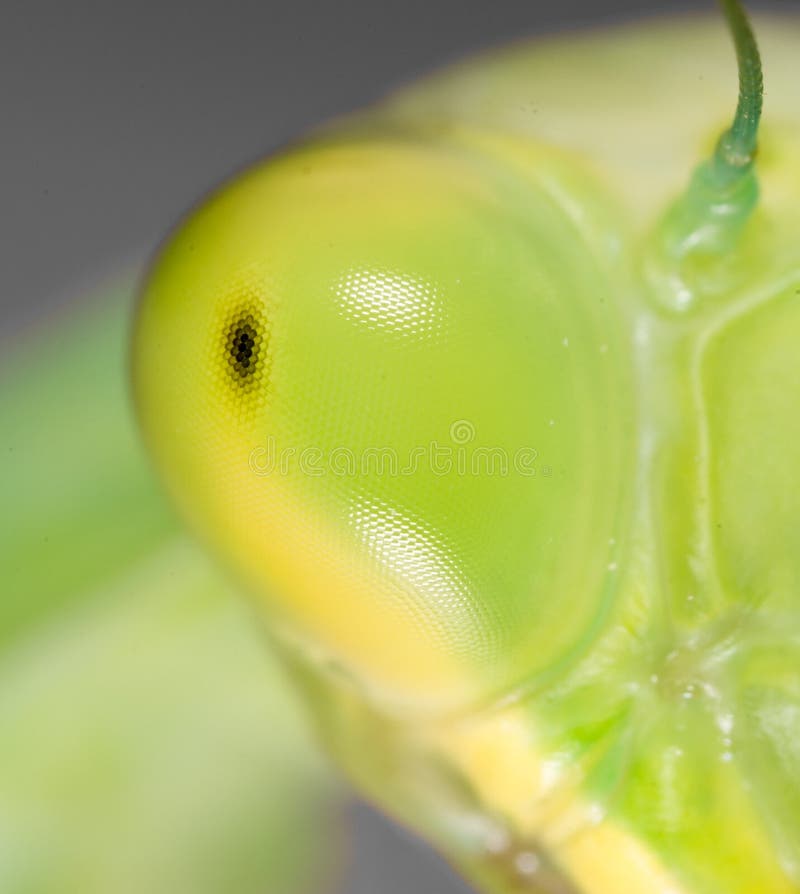 Mantis eyes stock image. Image of wildlife, clear, background - 28228069