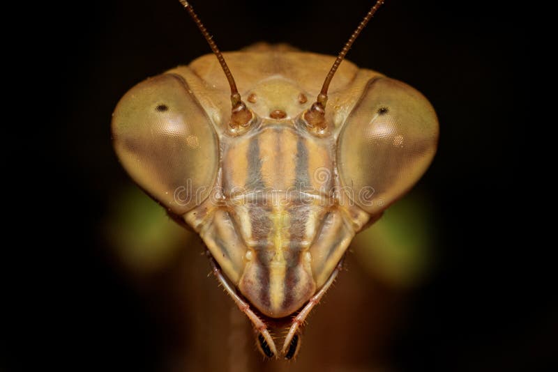 Mantis Face stock image. Image of head, nature, mantis - 100182227