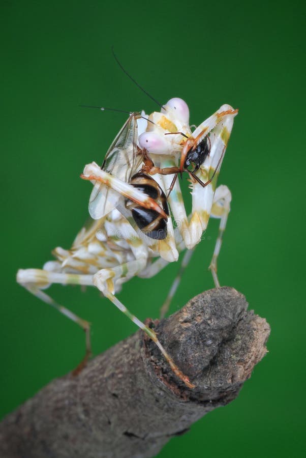 Mantis Fantasma Come Hormiga Foto de archivo - Imagen de despredador ...